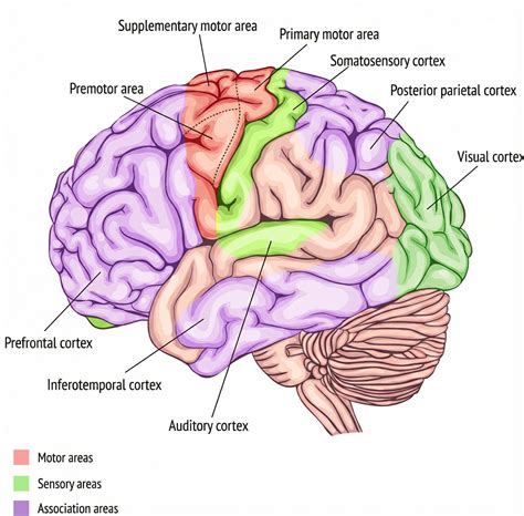 Neuromuscular Applications Biofeedback Tutor