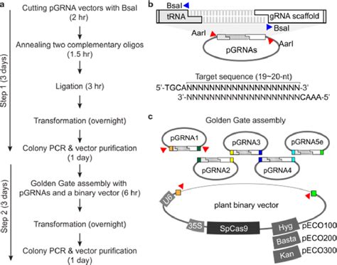 Figure 1 From A Multiplex Guide Rna Expression System And Its E Cacy