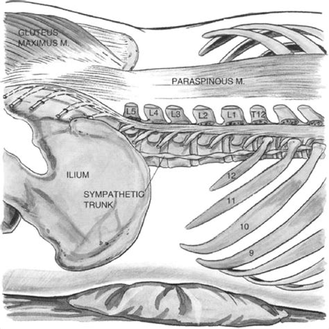 Lumbar Sympathetic Chain Located Anterolaterally To The Lumbar Download Scientific Diagram
