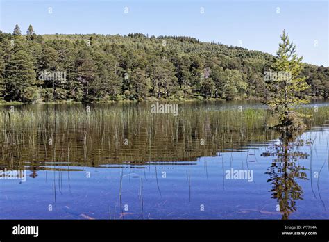 Loch An Eilein Rothiemurchus Cairngorms National Park Scotland Uk