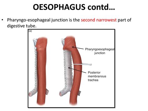 Trachea Oesophaguspdf