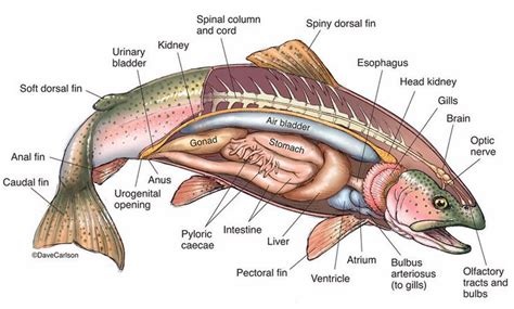 Zoology Carlson Stock Art Fish Anatomy Zoology Fly Fishing