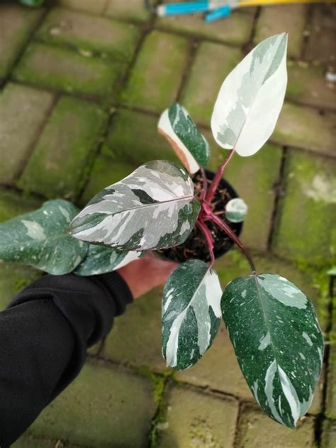 Philodendron Red Anderson, Furniture & Home Living, Gardening, Plants ...