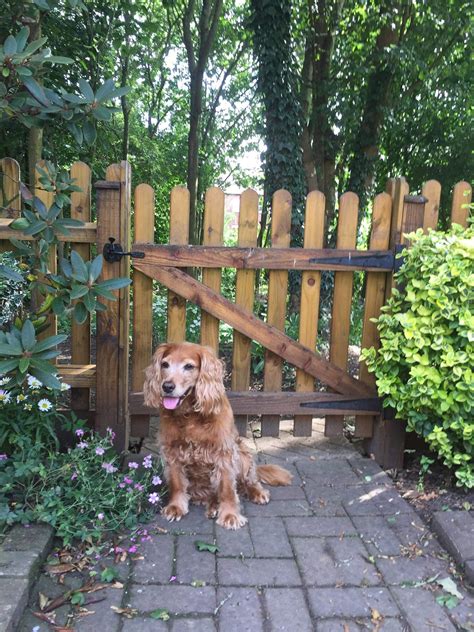 Classifying Dog Breeds Using Convolutional Neural Networks By Neel Popat Dataseries Medium