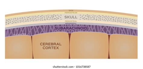 human brain cortex layers photos and images shutterstock