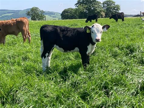 Abp Demo Farm Greenfeed Reseeds And Average Weights Agrilandie