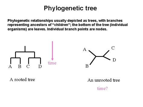 RNA Functions Structure And Phylogenetics RNA Functions Storagetransfer