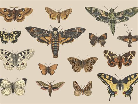 Moth Wallpapers 4k Hd Moth Backgrounds On Wallpaperbat