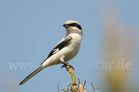 Raubwürger Lanius Excubitor Koenigi Aus Vögel 7876 Fokus Naturde