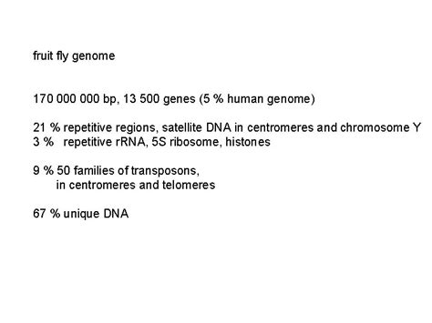 Fruit Fly Drosophila Melanogaster Fruit Fly 180 Mb