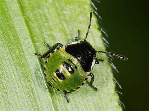 British Bugs Wildlife Insight