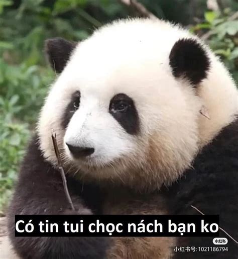 Ghim Trên Ổ Meme Gấu Trúc Gấu Trúc Con Hài Hước