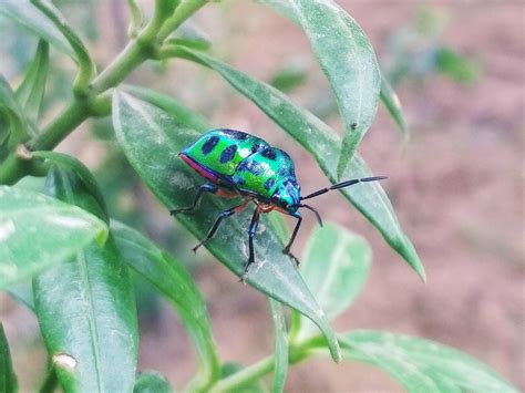 Shiny Bug On A Leaf Pixahive