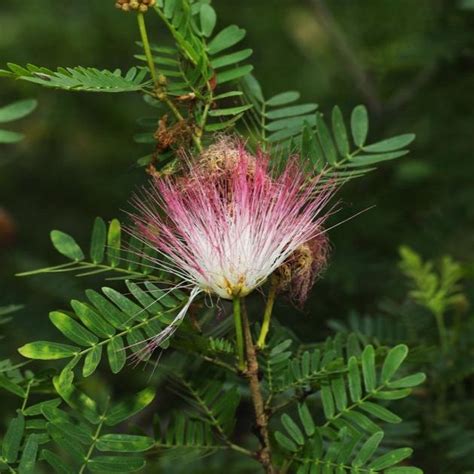 Calliandra Blushing Pixie Addenbrooke