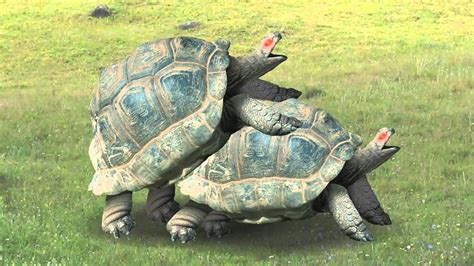 Dick Figures Fucking Turtle Beat YouTube