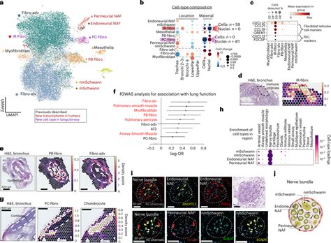 lung and airway fibroblasts and their spatial location a sequential