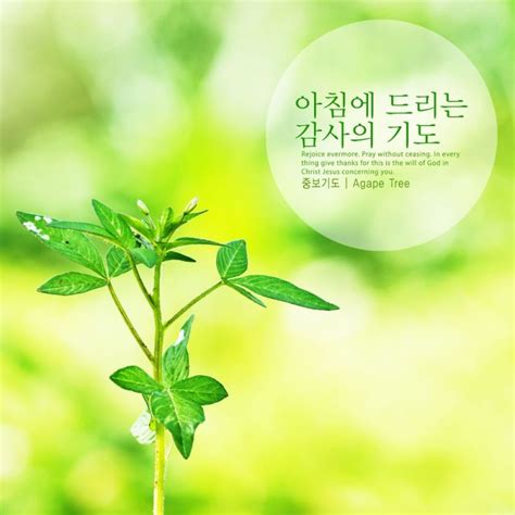 중보기도 아침에 드리는 감사의 기도 Digital Single 2016