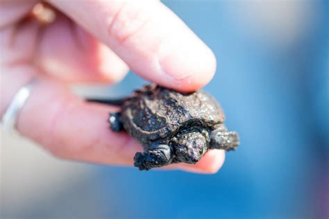Snapping Turtle Hatchlings Protected From Predators Friends Of The