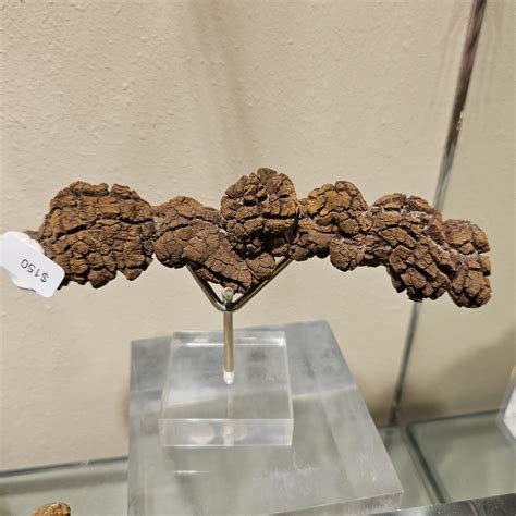 Coprolite Kristalle Est 1971