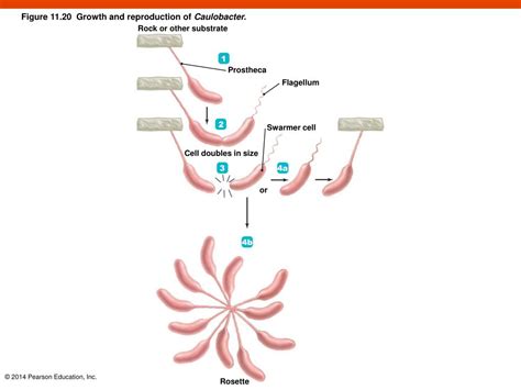 PPT Characterizing And Classifying Prokaryotes PowerPoint Presentation ID