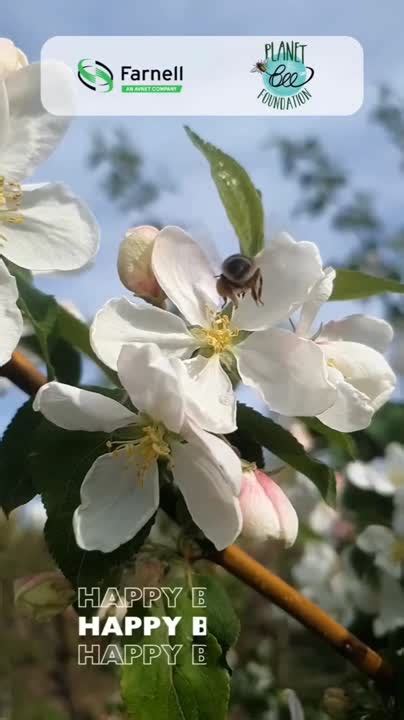 Video Andy Thorne On Linkedin Bee World Day With Planet Bee