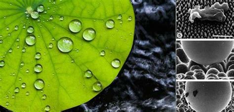 Bionic Superhydrophobic Nanostructured Materials