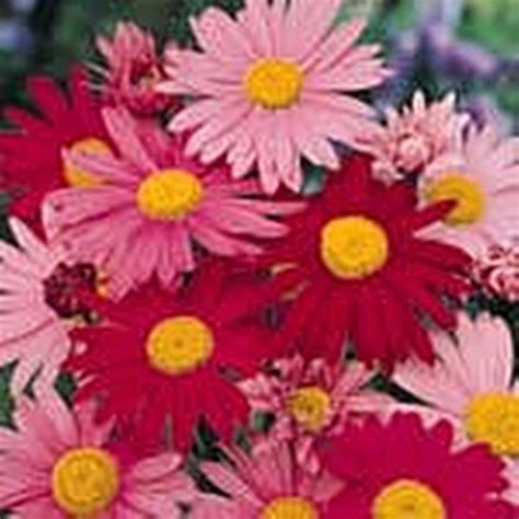Tanacetum Pyrethrum Types Coccineum Double Mix Seeds