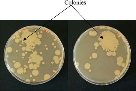 Nutrient Agar Midium Bacillus Spp Isolation Download Scientific Diagram