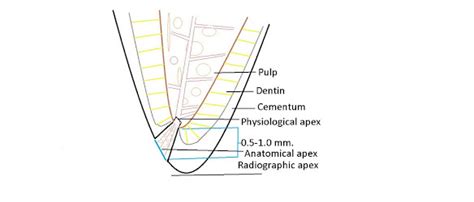 Academy Of Dental Knowledge Root Apex Anatomical And Physiological Foramen