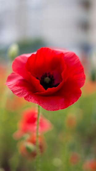 흐린 들판 초원 배경에 전경에 붉은 양귀비 꽃의 클로즈업 여름 야생화가 있는 플로럴 디자인 기억의 날 안작의 날 제1차 세계 대전의 기억의 상징약물 아편 개념에 대한 스톡