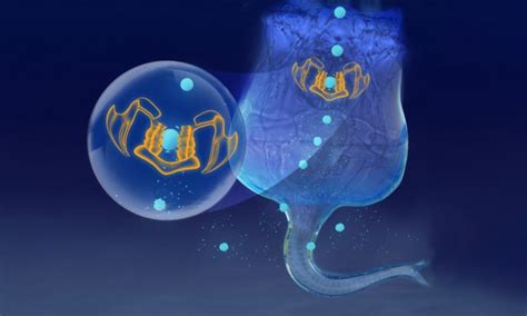 Microscopic Plankton Rapidly Escalating Our Planets Plastic Problem