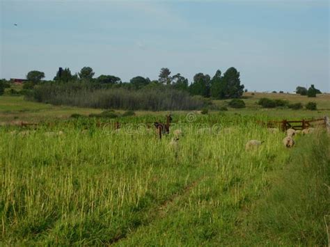 A Herd Of Sheep Grazing In A Bright Green Babala Grass Plantation Stock