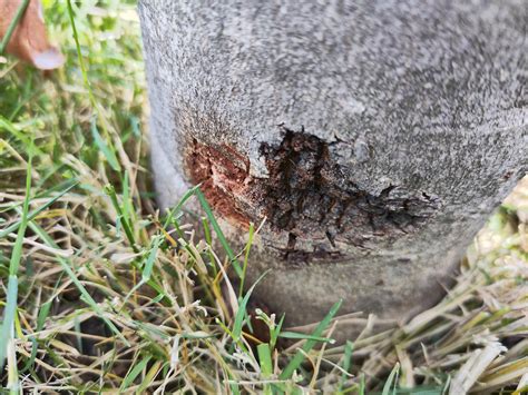 Possible Termites At New Tree R Gardening