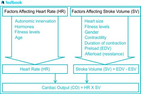 Understanding Cardiac Output Definition Calculation Measurement And More
