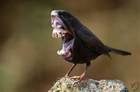 Hilariously Strange Manipulated Photos Of Birds With Big Mouths Instead