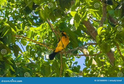 Tropical Caribbean Yellow Orange Birds Parrots Exotic Nature Beach