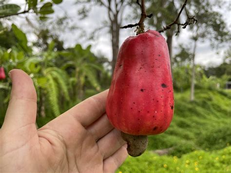 Cashew Nut Tree Plant Profile Anacardium Occidentale My Aussie Roots