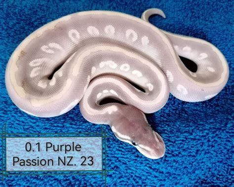 01 Purple Passion Ball Python By Loreen Schmidtke