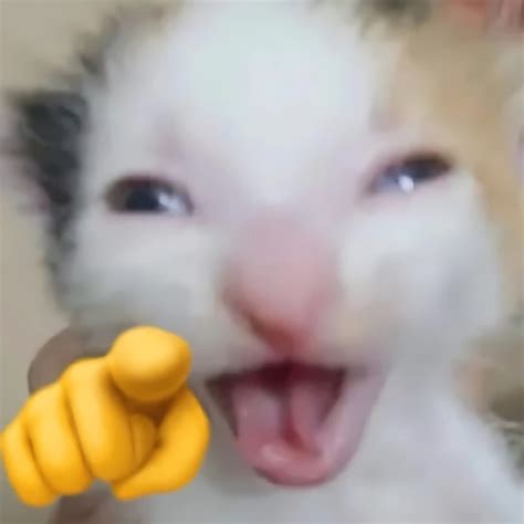 299 Ảnh Meme Mèo HÀi HƯỚc Cực đáng Yêu Cute Vui Nhộn Nhất