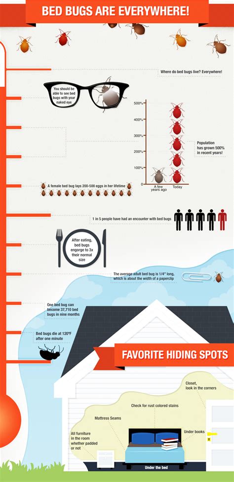 Bed Bug Biology And Behavior Heat Zone Pest Control