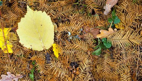 Effortless Methods To Adjust Soil Acidity For Vibrant Plants 2026