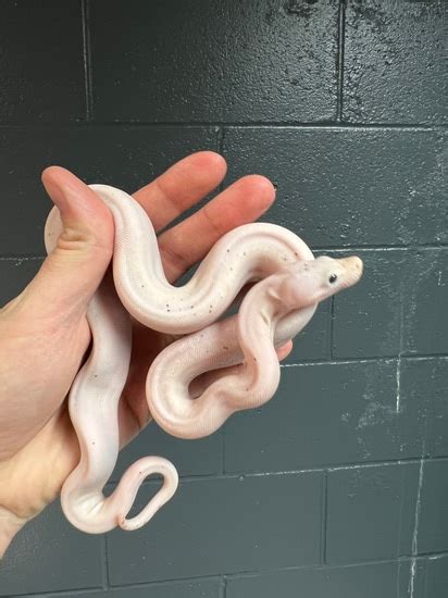 Super Fire Aka Princess Diamond Boa Constrictor By Specialty Herps