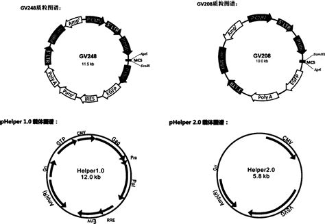 A Kind Of 293t Cell Strain And Its Application Of Stably And