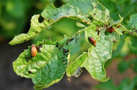 How Potato Pests Find Ways Around Insecticides Grainews
