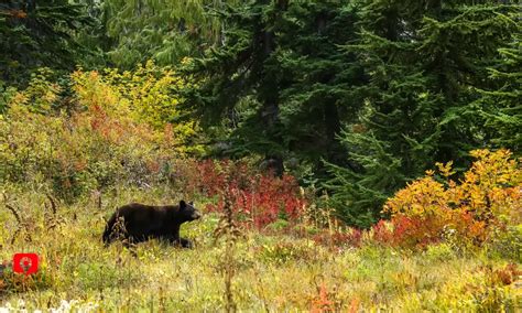 Mount Rainier National Park Audio Tour Guide Along