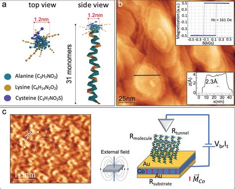 Cooperative Effect Of Electron Spin Polarization In Chiral Molecules