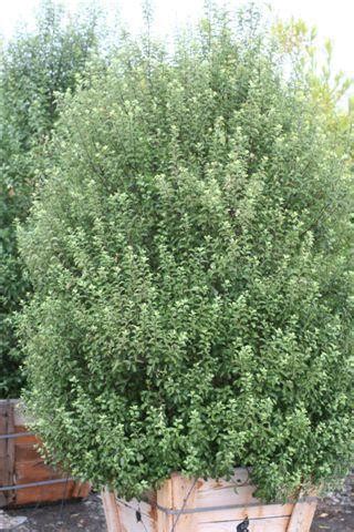 Pittosporum Tenuifolium Silver Sheen Devil Mountain Wholesale Nursery