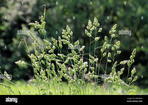 In The Meadow Blooms Valuable Fodder Grass Dactylis Glomerata Stock