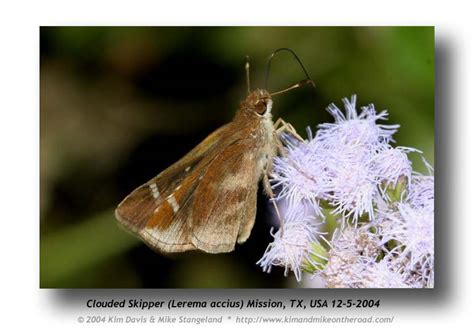 Clouded Skipper