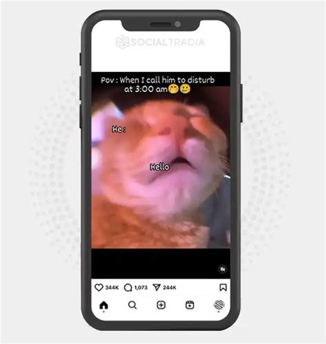 Cat Cube 214 K Followers Social Tradia